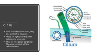 Locomotry organelle & locomotion in protozoa | PPTX