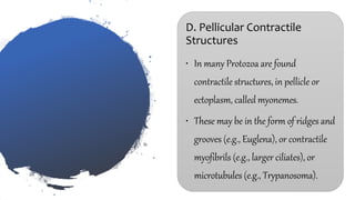Locomotry organelle & locomotion in protozoa | PPTX