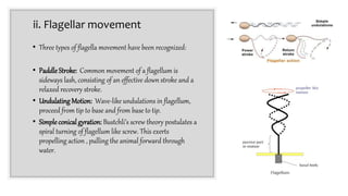 Locomotry organelle & locomotion in protozoa | PPTX