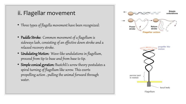 Locomotry organelle & locomotion in protozoa | PPTX