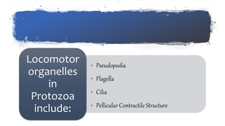 Locomotry organelle & locomotion in protozoa | PPTX