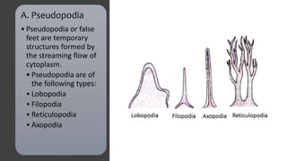 Locomotry organelle & locomotion in protozoa | PPTX
