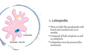 Locomotry organelle & locomotion in protozoa | PPTX