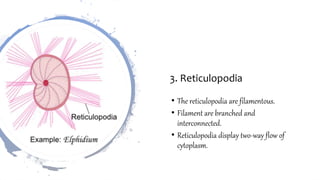 Locomotry organelle & locomotion in protozoa | PPTX