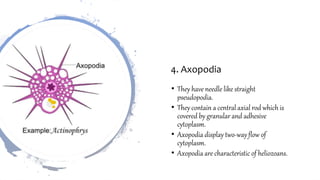 Locomotry organelle & locomotion in protozoa | PPTX