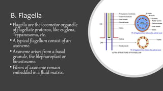 Locomotry organelle & locomotion in protozoa | PPTX