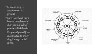 Locomotry organelle & locomotion in protozoa | PPTX