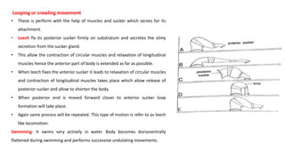 Locomotry organ in non chordata.pptx