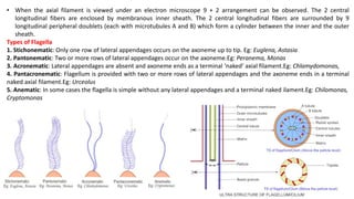 Locomotry organ in non chordata.pptx