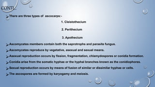 Loculoascomycetes^.^.pptx