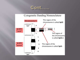 Locus (Human Genetics).pptx