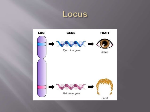 Locus (Human Genetics).pptx