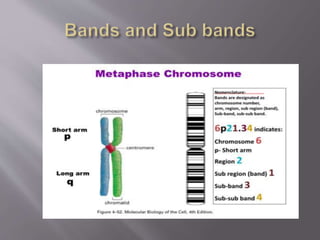 Locus (Human Genetics).pptx