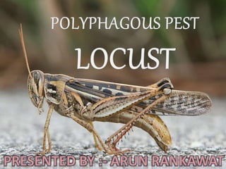 Polyphagous pest - Locust | PPTX