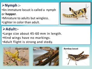Polyphagous pest - Locust | PPTX