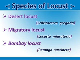 Polyphagous pest - Locust | PPTX