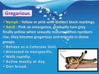 Polyphagous pest - Locust | PPTX