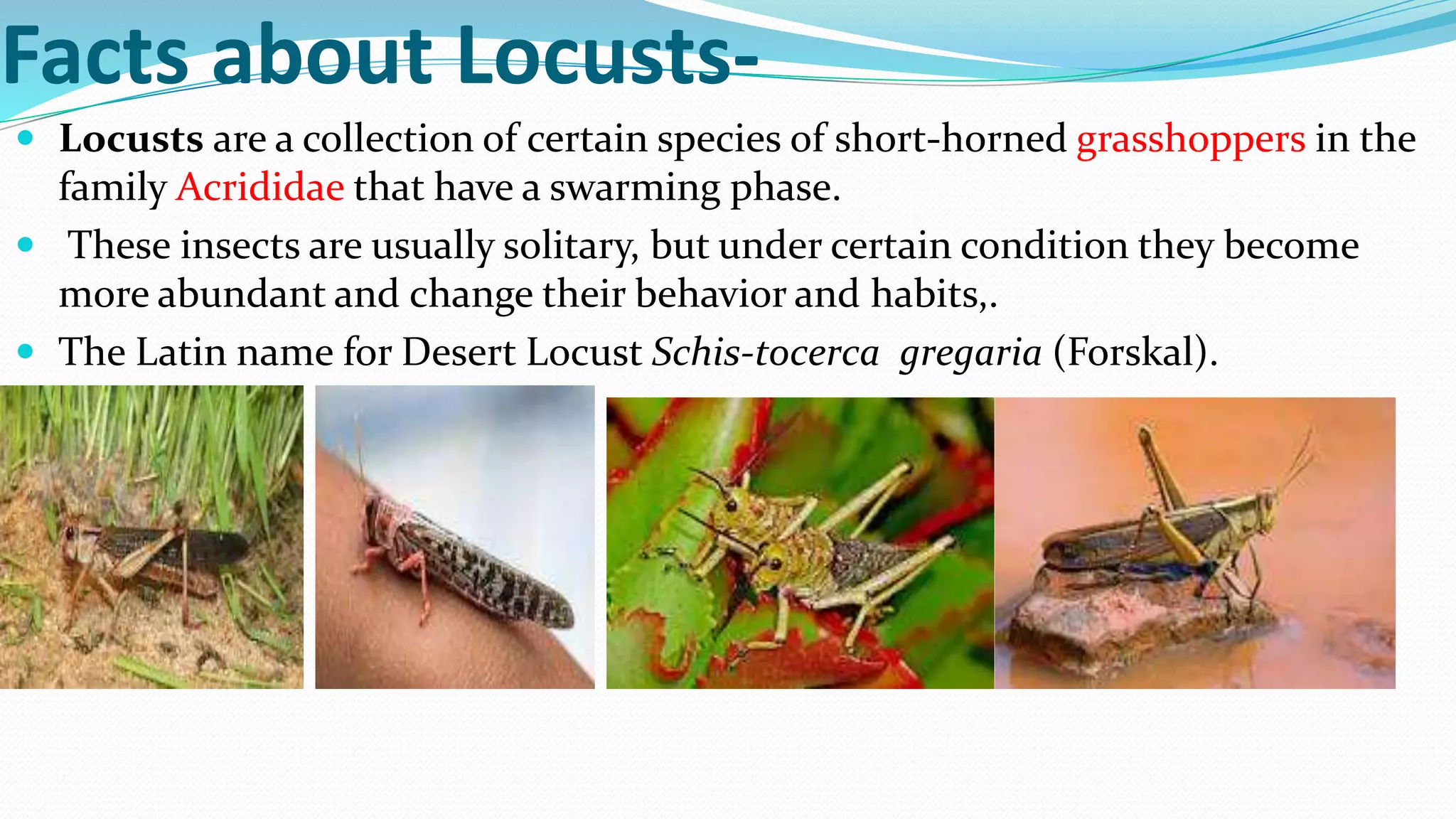 desert Locust warning 2020 #entomology | PPTX