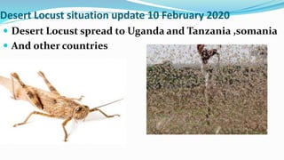 desert Locust warning 2020 #entomology | PPTX