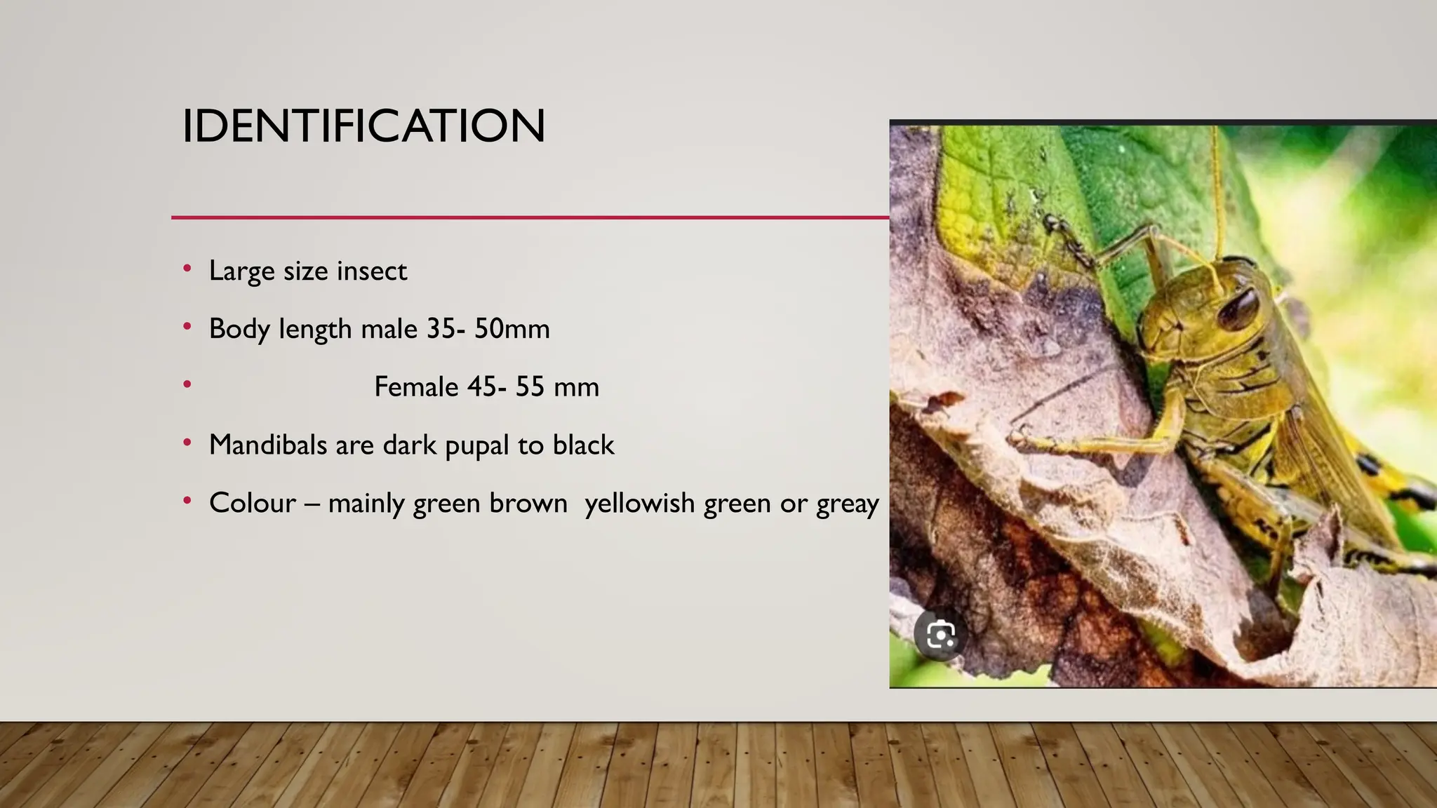the polyphagous insect locust and their management | PPT