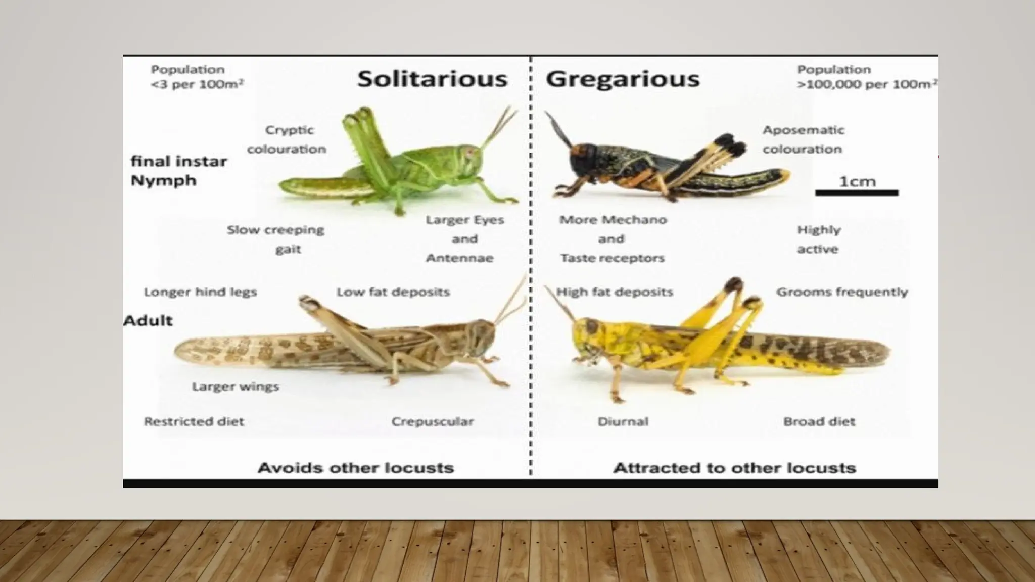 the polyphagous insect locust and their management | PPT