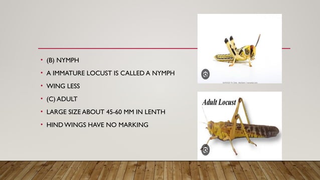 the polyphagous insect locust and their management | PPT