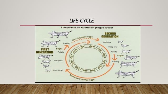 the polyphagous insect locust and their management | PPT