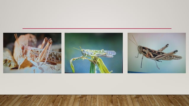the polyphagous insect locust and their management | PPT