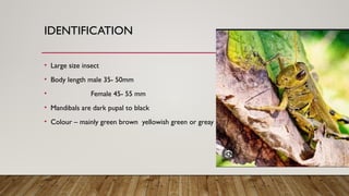 the polyphagous insect locust and their management | PPT