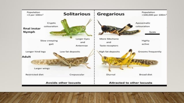 the polyphagous insect locust and their management | PPT