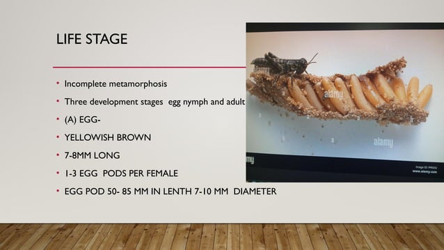 the polyphagous insect locust and their management | PPT
