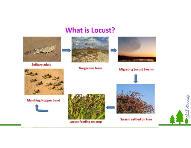 Locust Plague | PPT