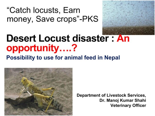 Desert Locust: an opportunity for animal feed | PPT