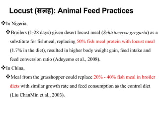 Desert Locust: an opportunity for animal feed | PPTX