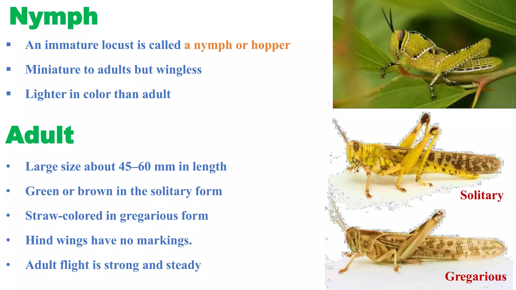Locust attack -A threat to agriculture | PDF