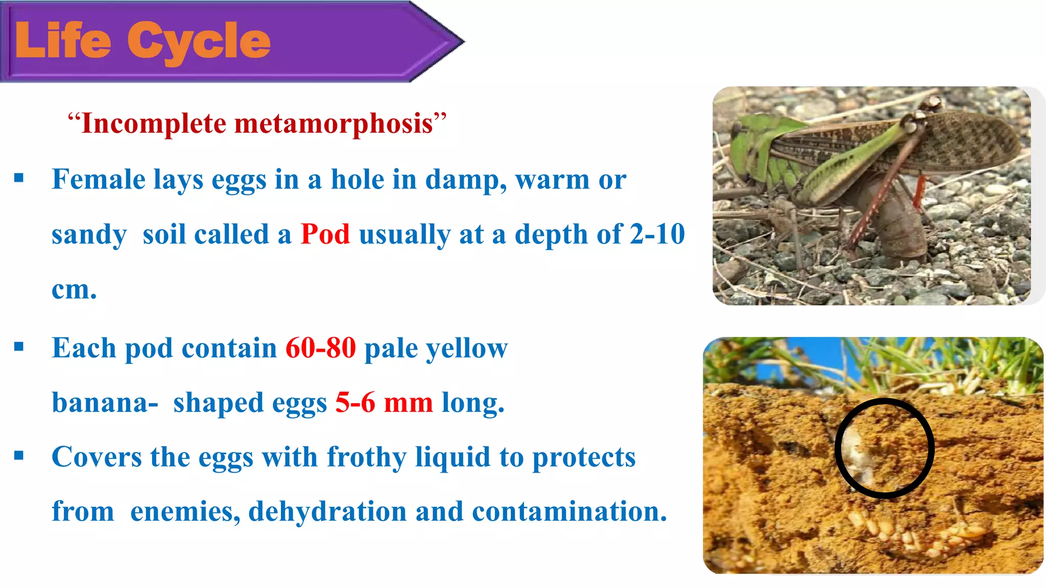 Locust attack -A threat to agriculture | PDF