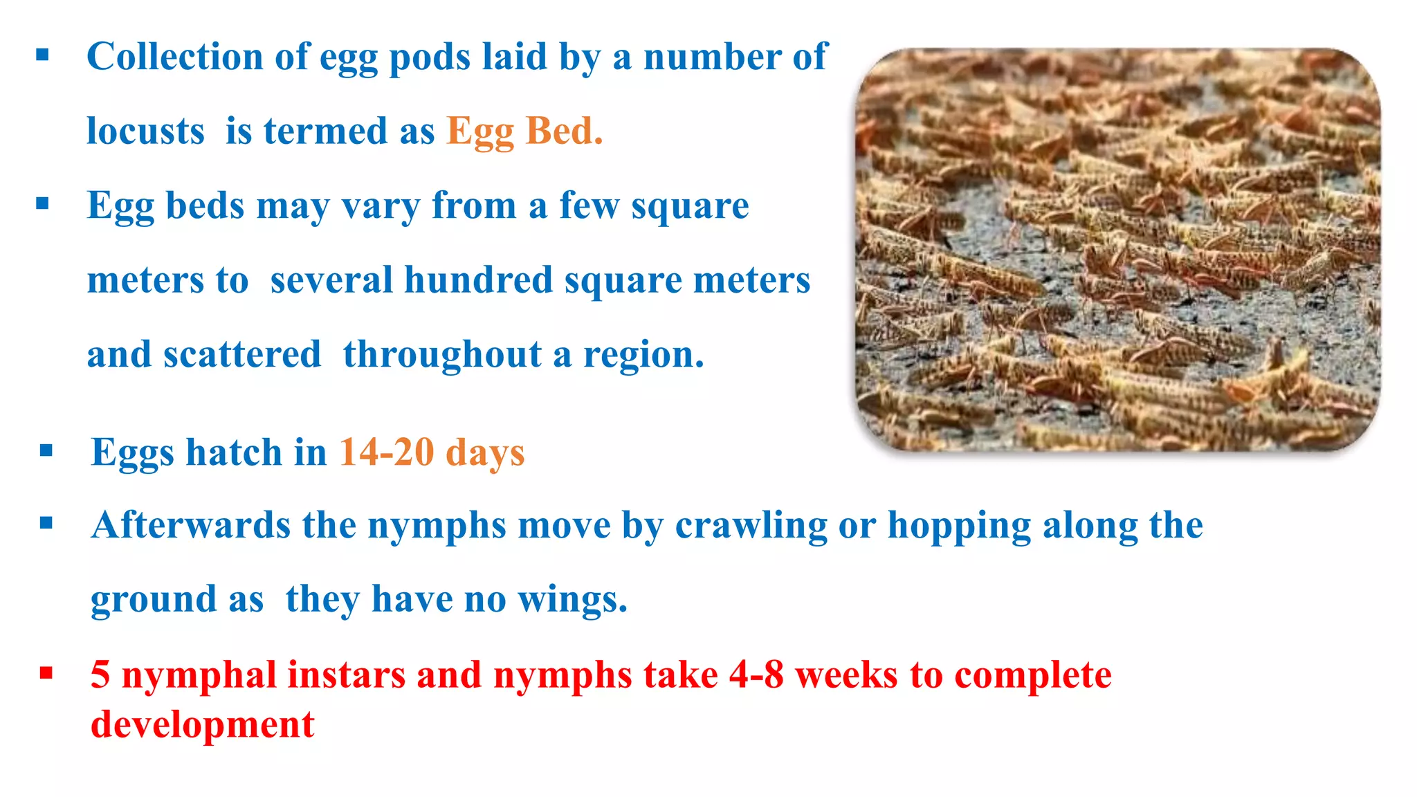 Locust attack -A threat to agriculture | PDF