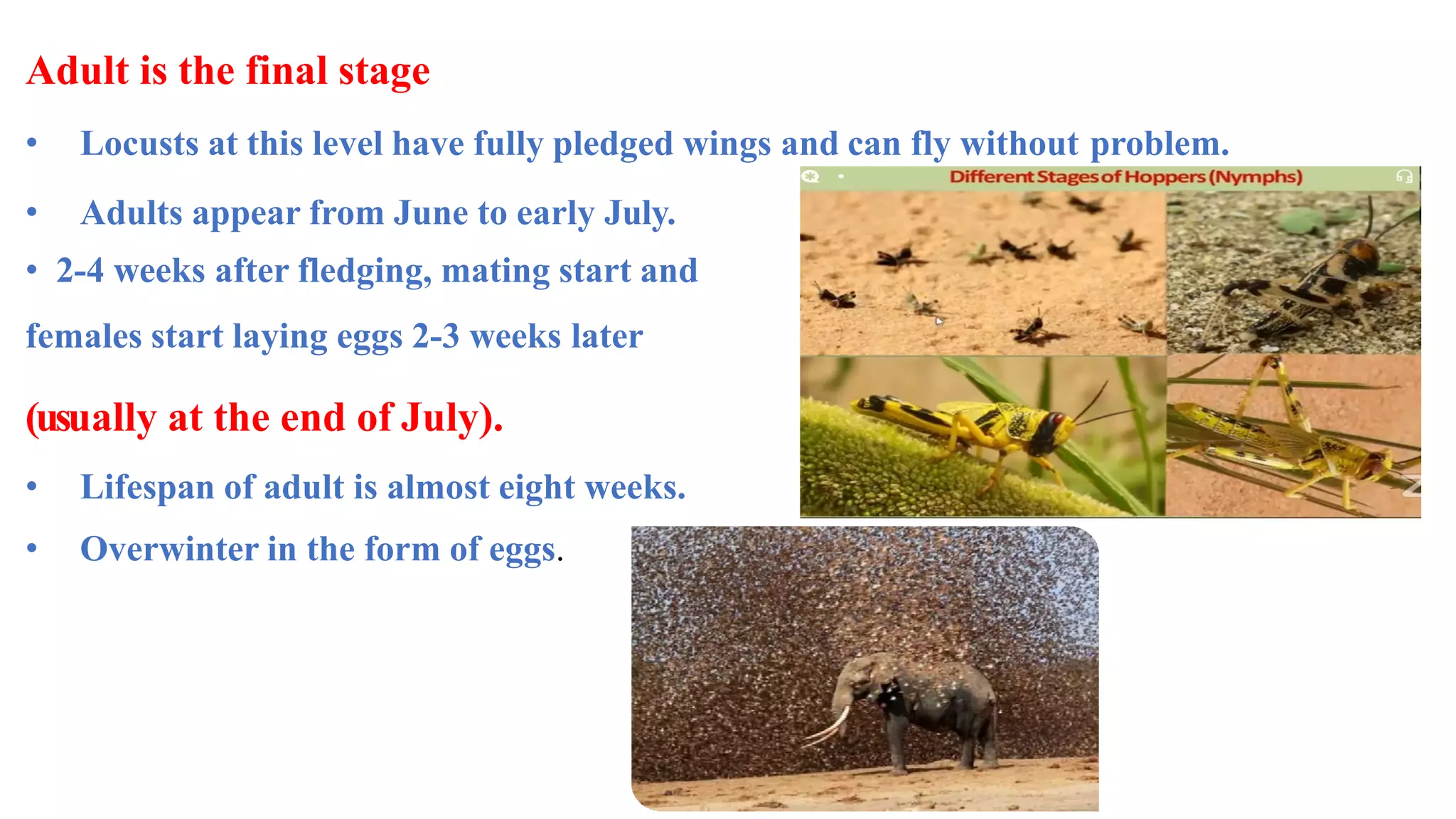 Locust attack -A threat to agriculture | PDF