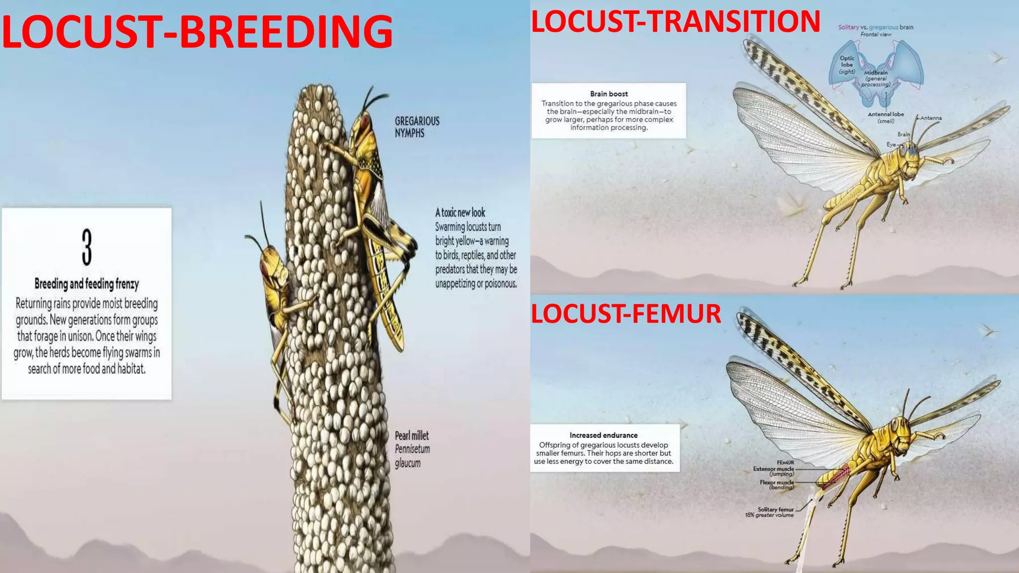 Locust attack -A threat to agriculture | PDF
