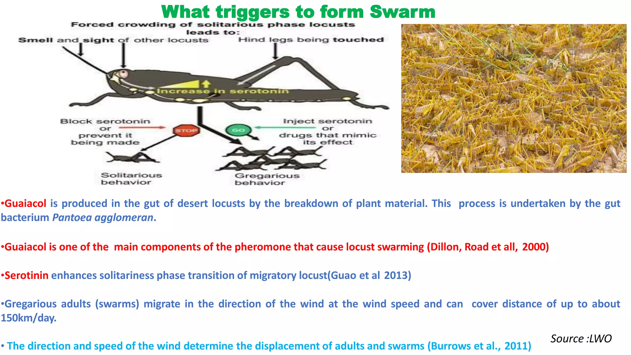Locust attack -A threat to agriculture | PDF