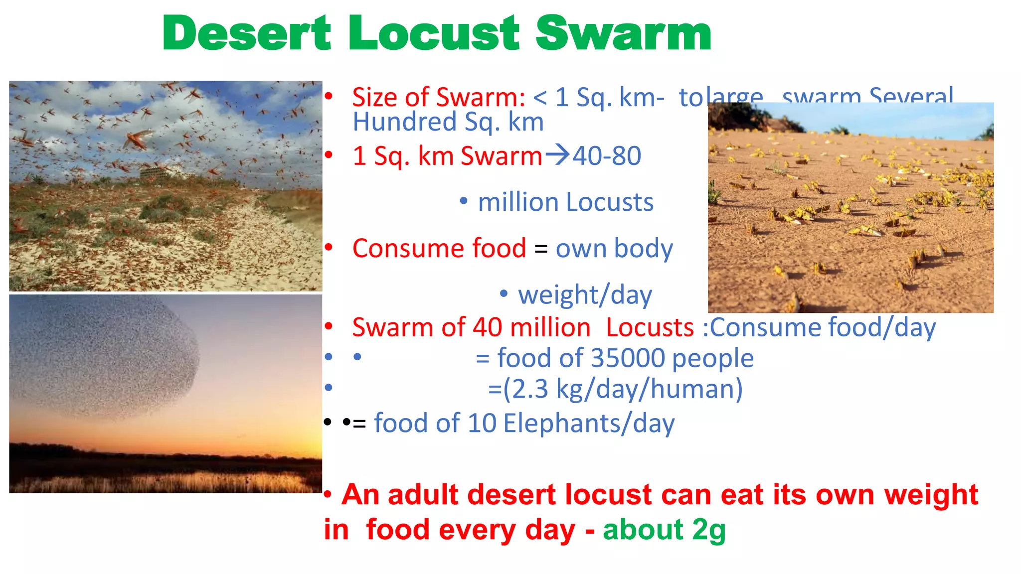 Locust attack -A threat to agriculture | PDF