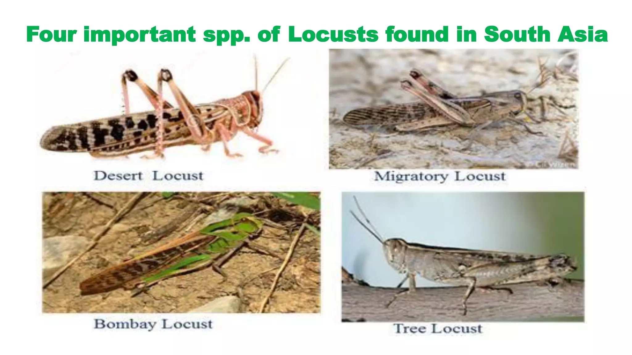 Locust attack -A threat to agriculture | PDF