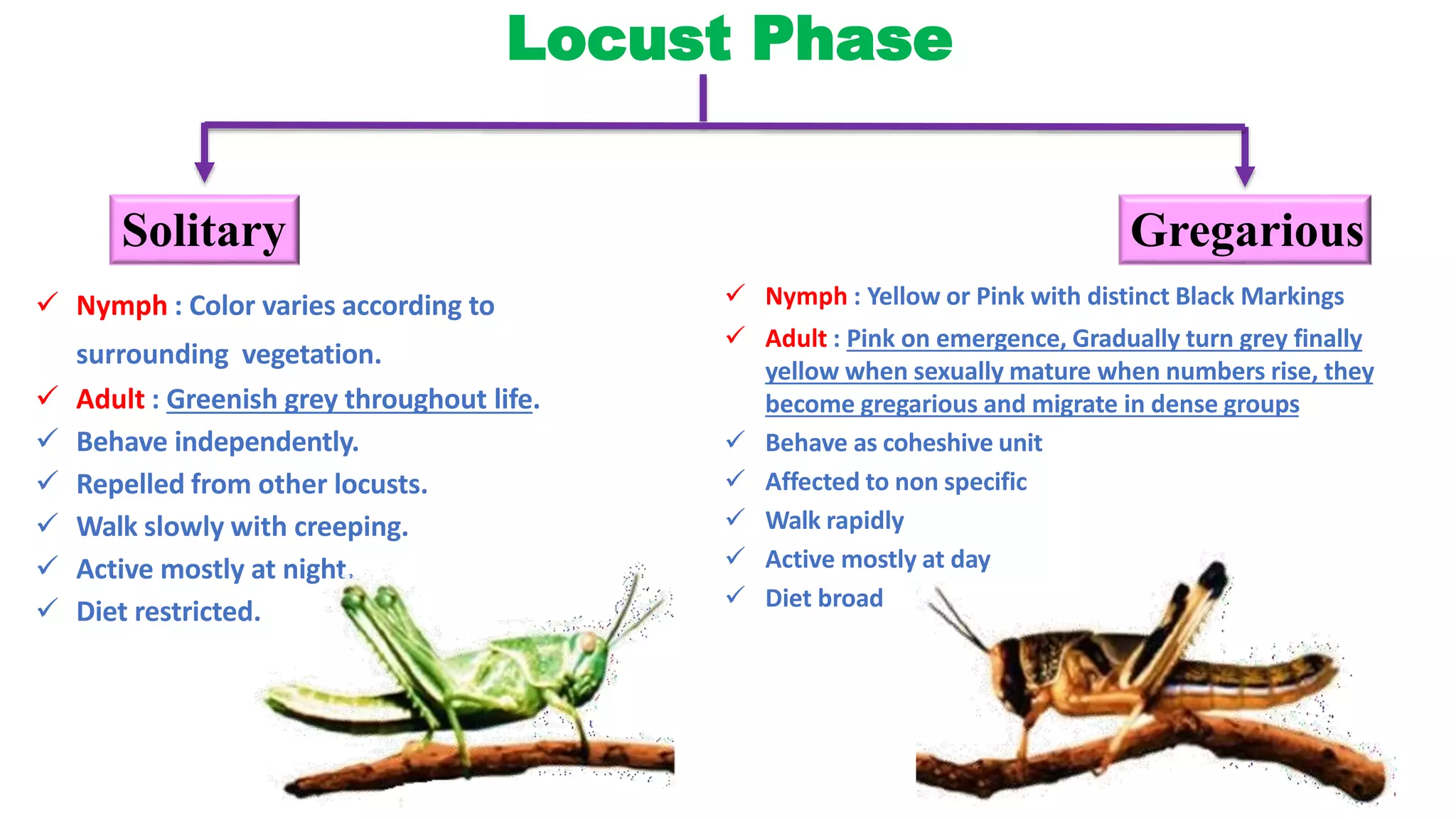 Locust attack -A threat to agriculture | PDF