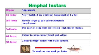 Locust attack -A threat to agriculture | PDF