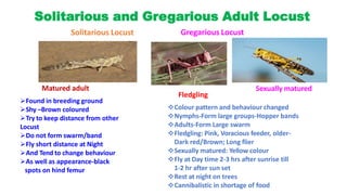 Locust attack -A threat to agriculture | PDF