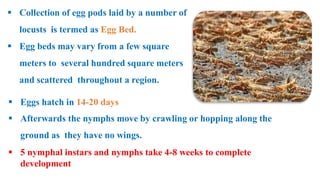 Locust attack -A threat to agriculture | PDF