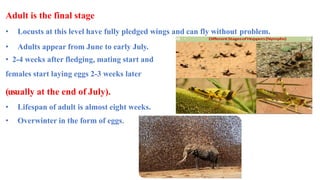 Locust attack -A threat to agriculture | PDF
