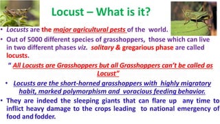Locust attack -A threat to agriculture | PDF