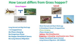 Locust attack -A threat to agriculture | PDF