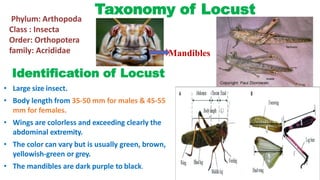 Locust attack -A threat to agriculture | PDF